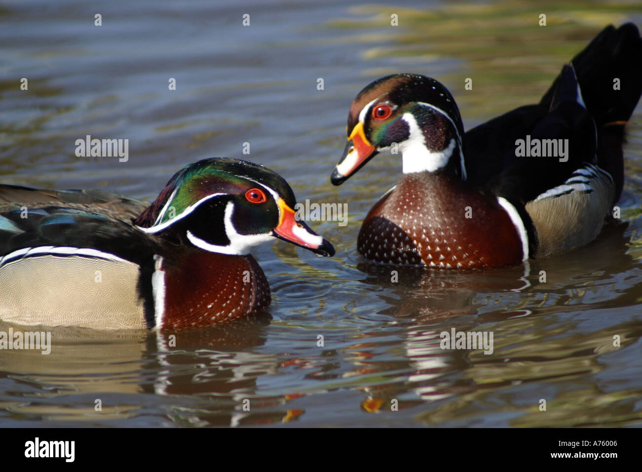 Aix sponsa duck ducks wildfowl hi-res stock photography and images - Alamy
