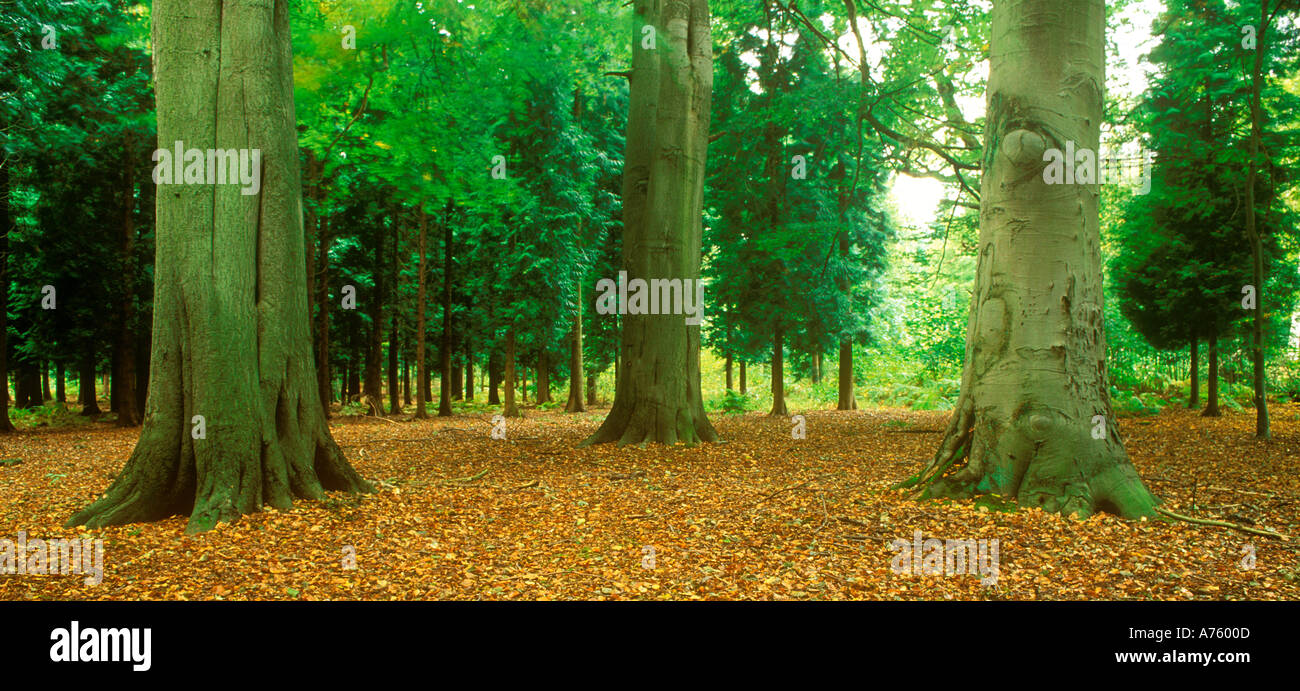 Beech Trees panorama Stock Photo - Alamy