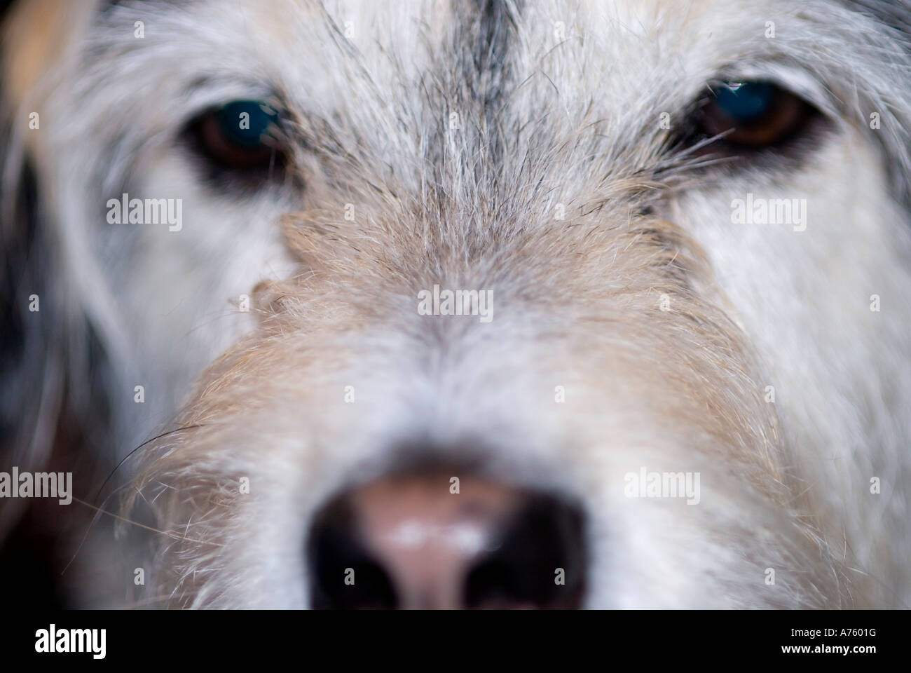 Dog face, selective focus Stock Photo - Alamy