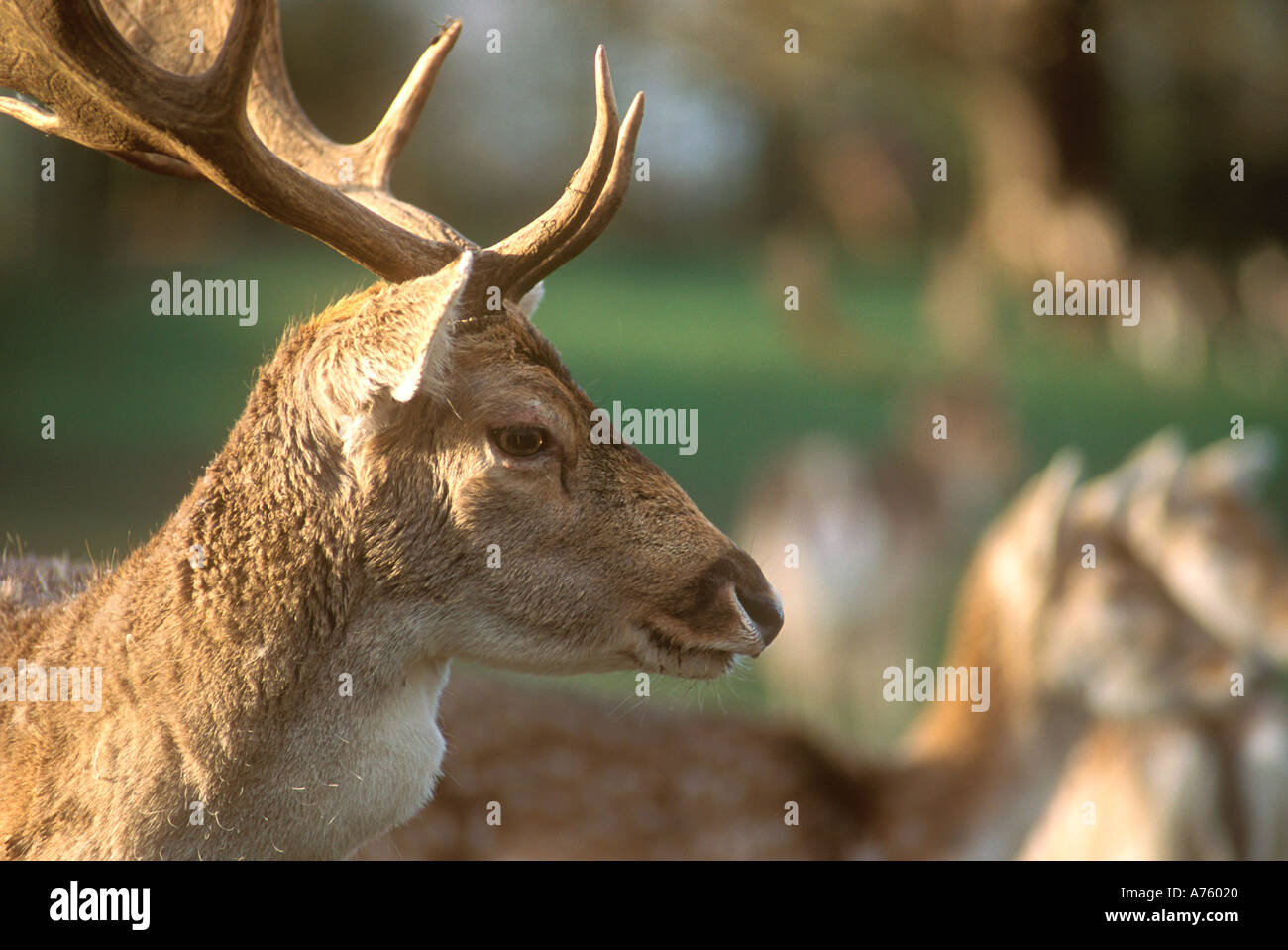 Fallow Deer Buck Captive Stock Photo - Alamy