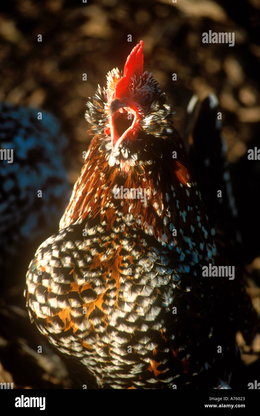 Cockerel crow hi-res stock photography and images - Alamy