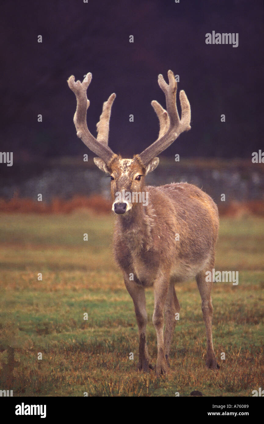 Male PERE DAVID`S DEER, Elaphurus davidianus, Margam Park, Port Talbot ...