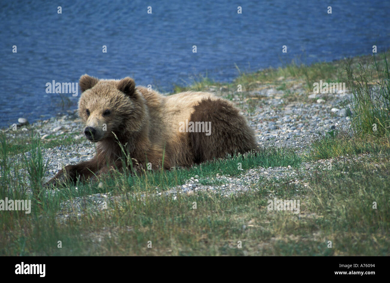 Grizzly Bear Cub on the Beach Alaska Stock Photo - Alamy