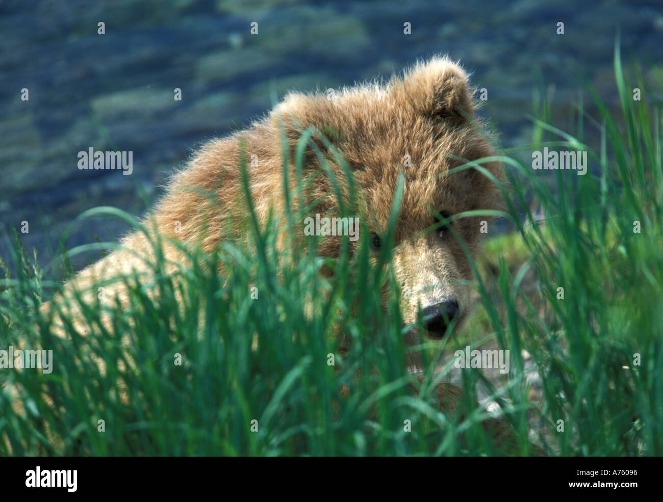 Grizzly Bear Cub on the Beach in Alaska Stock Photo - Alamy