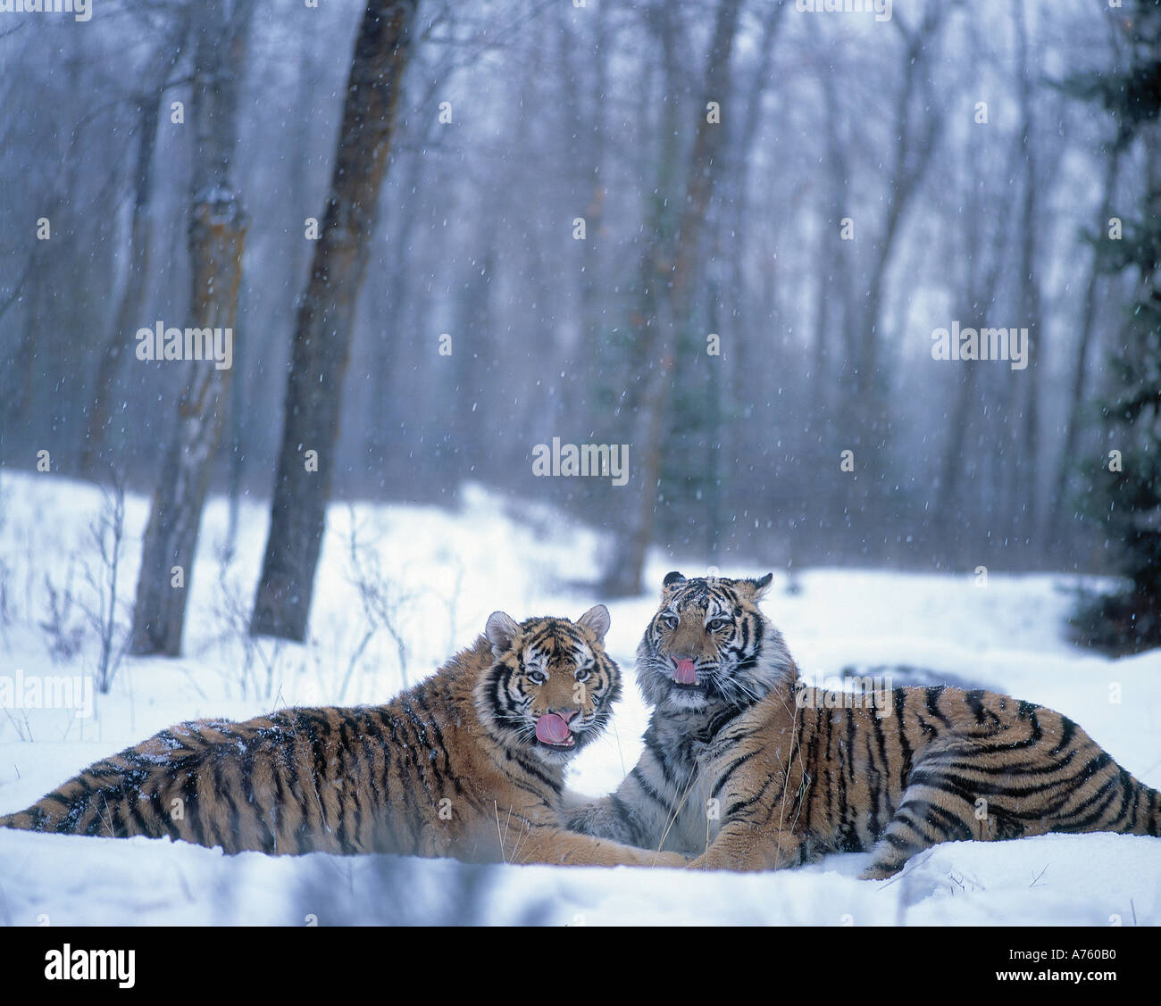 Siberian tigers in winter Stock Photo - Alamy