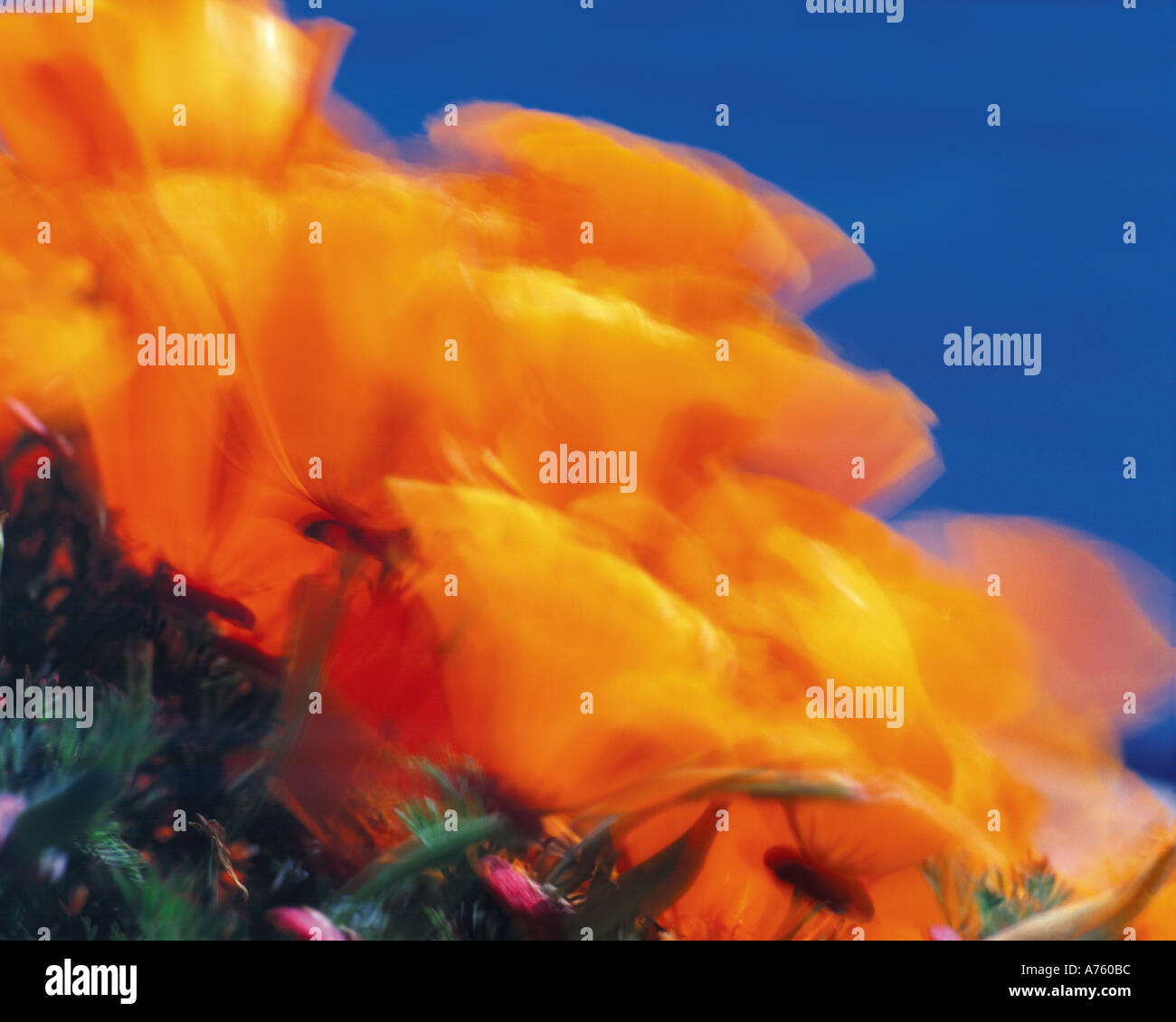 Poppies blowing in wind hi-res stock photography and images - Alamy