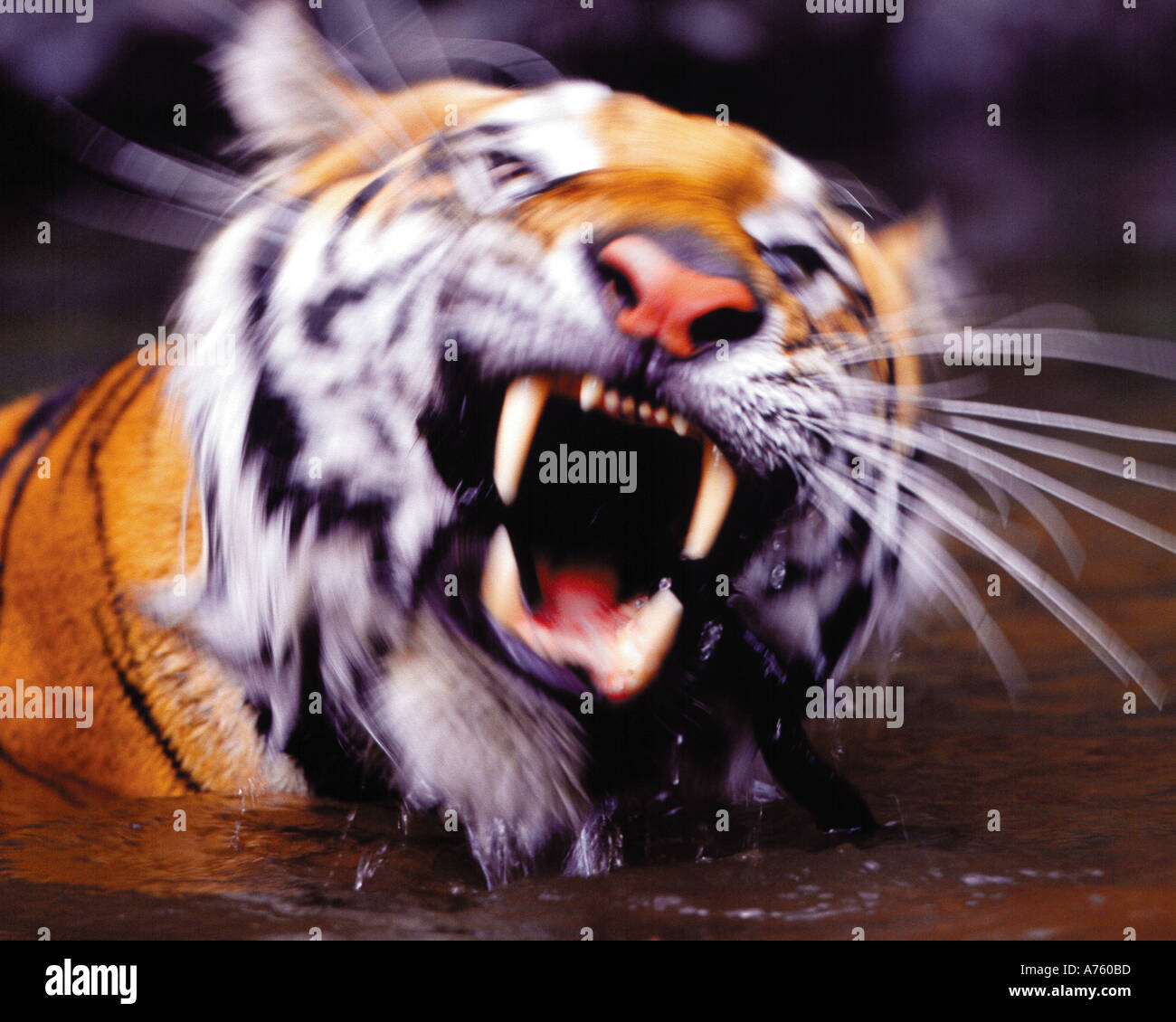 Siberian tiger swimming in river Stock Photo - Alamy