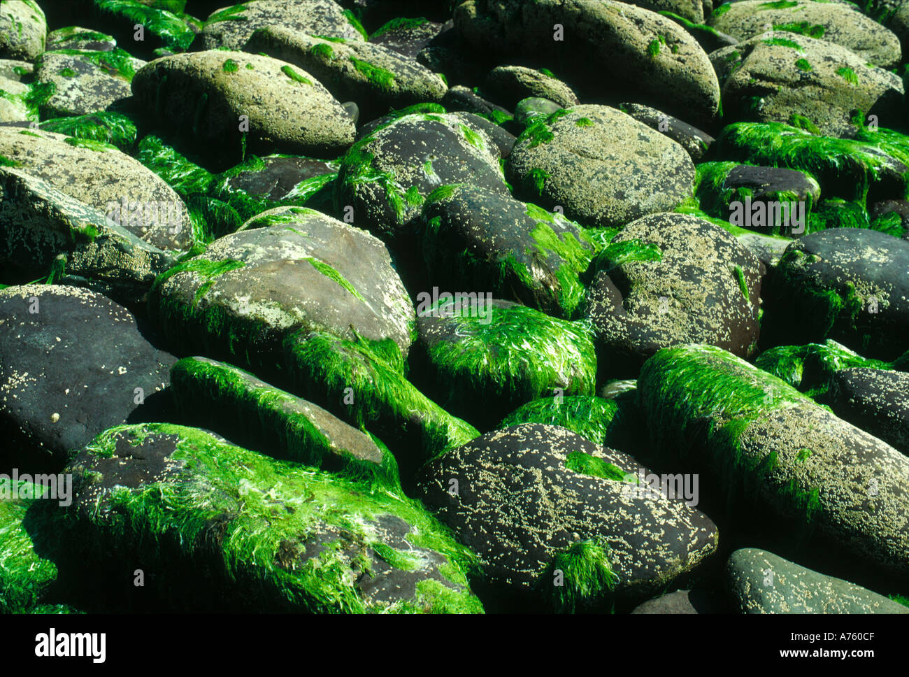 Green slime on rocks hi-res stock photography and images - Alamy