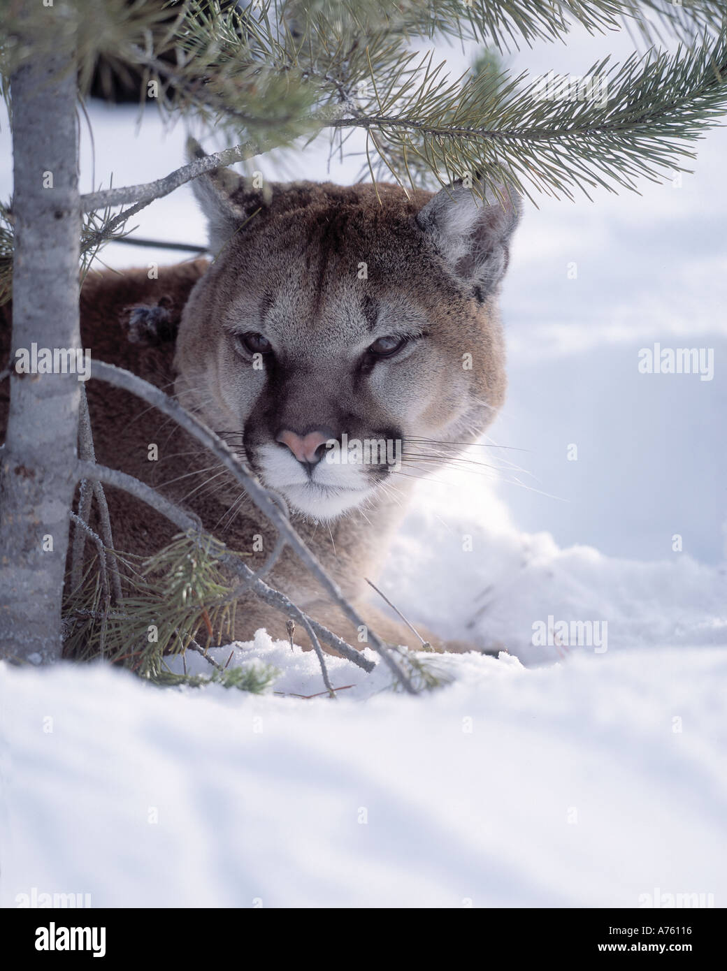 Mountain lion near Glacier National Park, Montana Stock Photo - Alamy