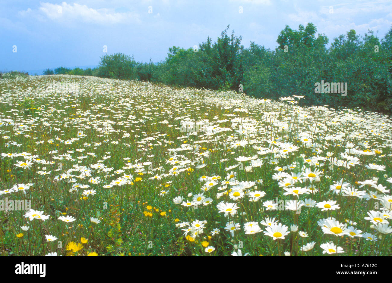 Ox eye daisies ireland hi-res stock photography and images - Alamy