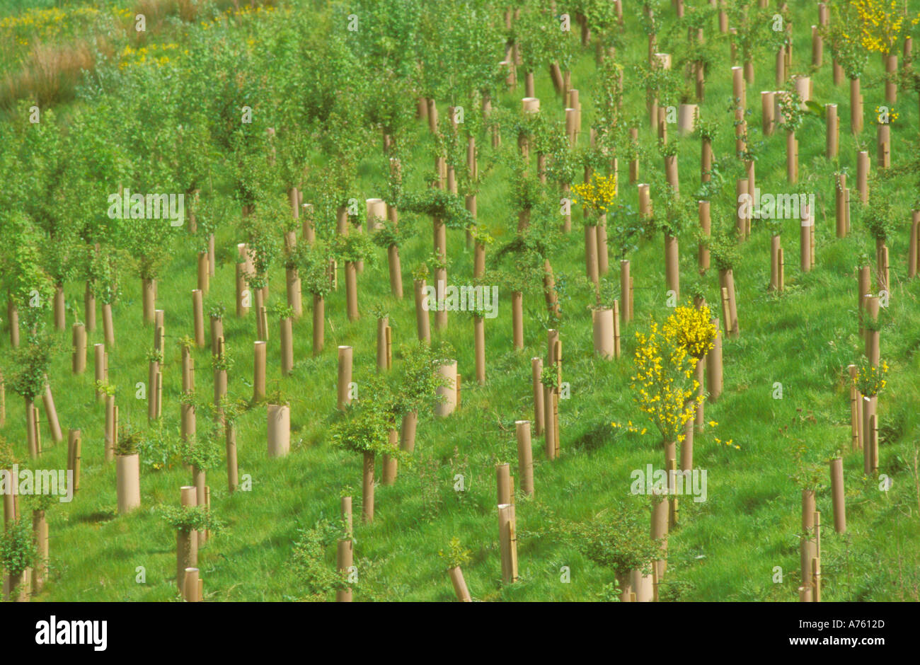 Freshly planted trees as part of conservation work Stock Photo - Alamy