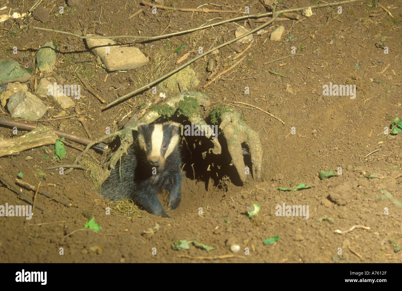Common badger uk hi-res stock photography and images - Alamy