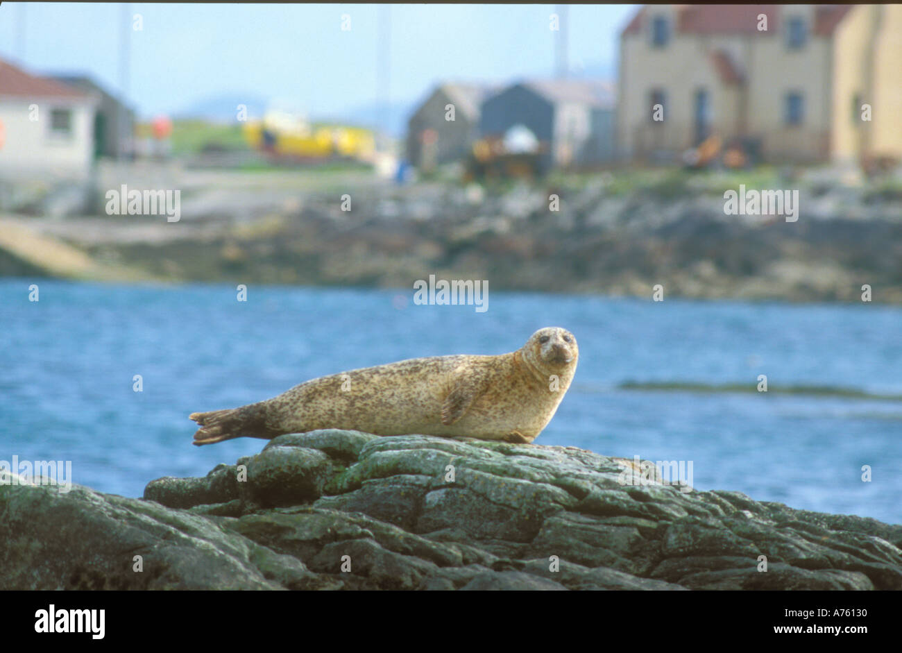 Common Seal resting on rock Stock Photo - Alamy
