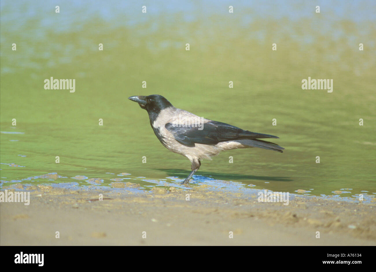 Crow drinking water from puddle hi-res stock photography and images - Alamy