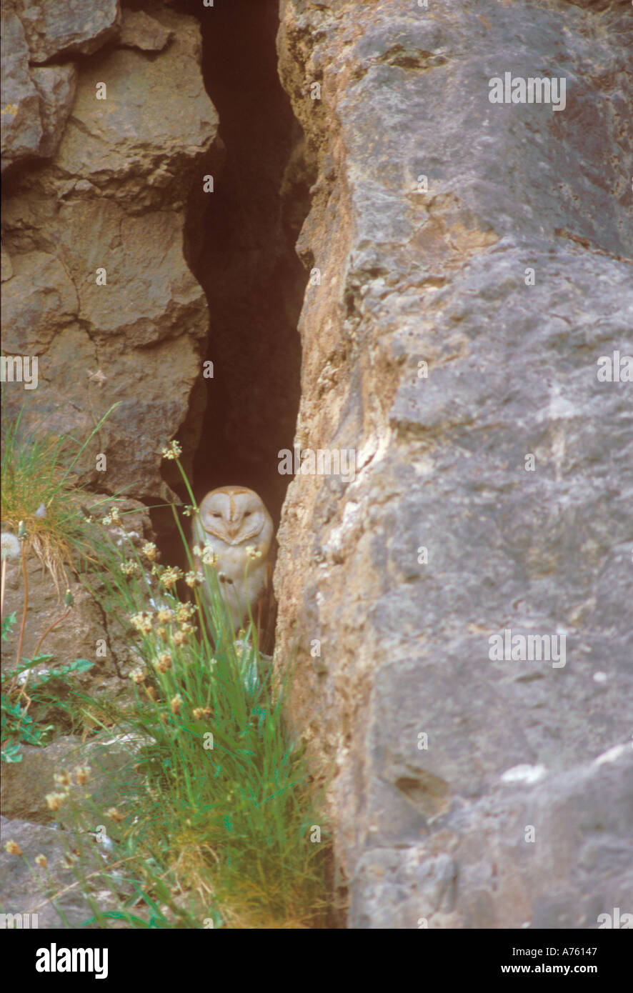 Barn Owl nesting in a crack in a cliff face Stock Photo - Alamy