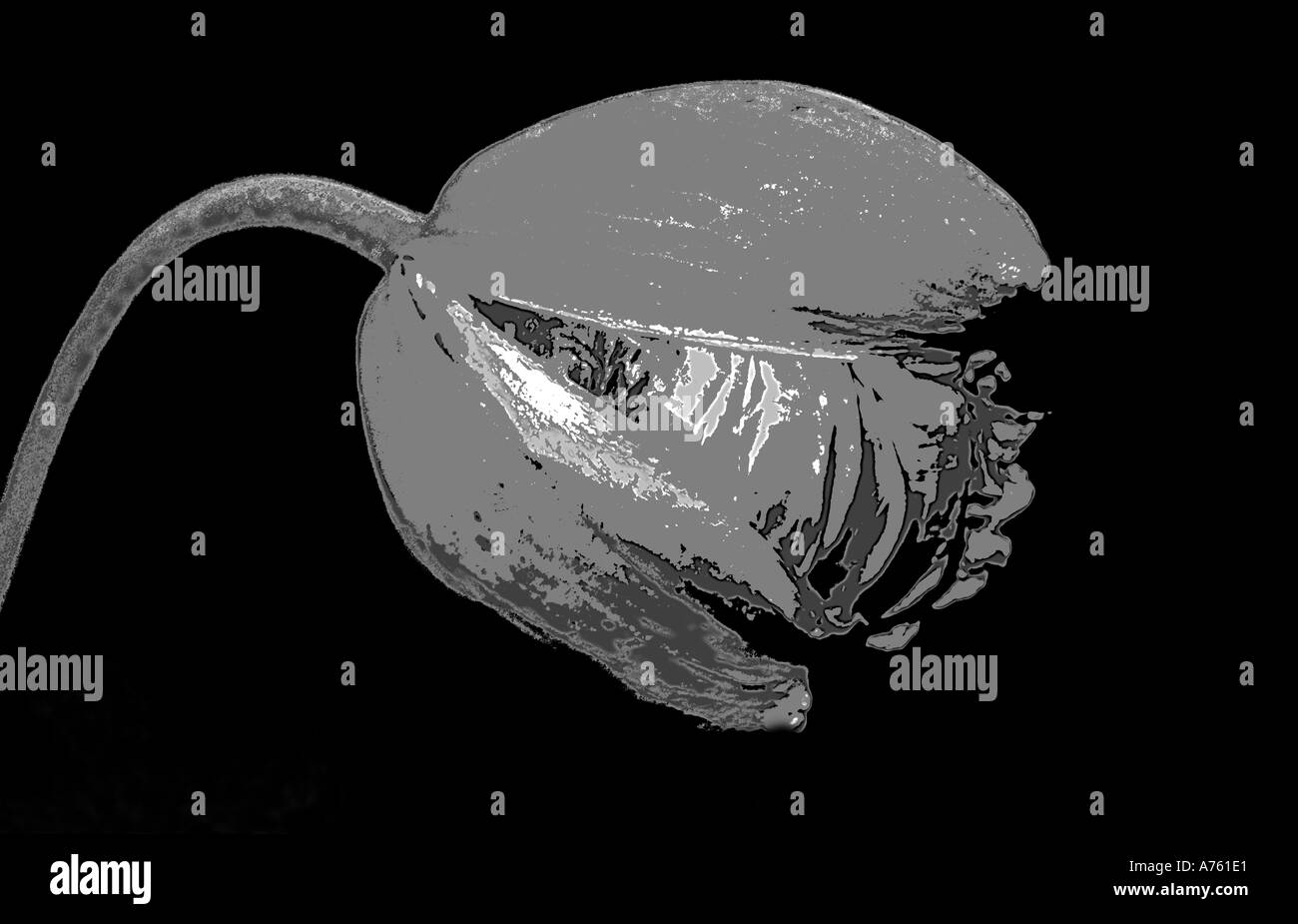 Poppy flower head Black and White Stock Photos & Images - Alamy