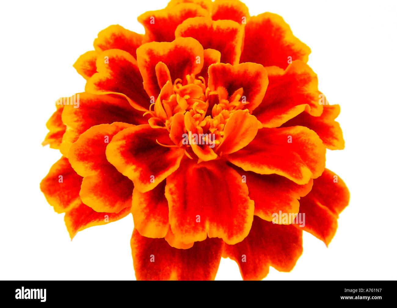 Marigold flower on white background Stock Photo - Alamy