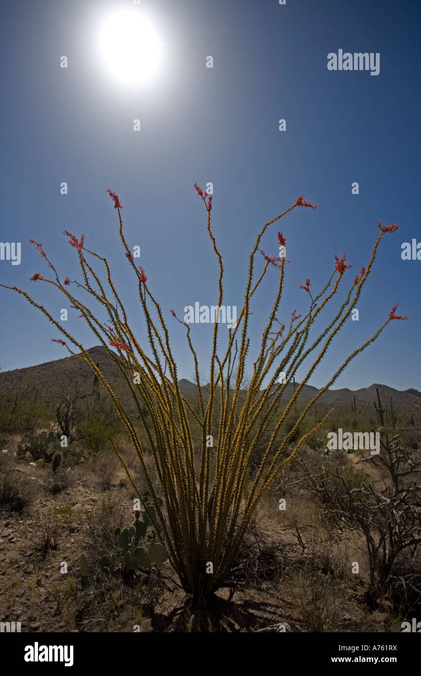 Ocotillo in bloom Fouquieria splendens Sonoran Desert Arizona Stock ...