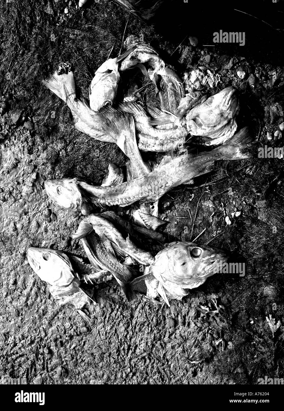 Evisceration hi-res stock photography and images - Alamy