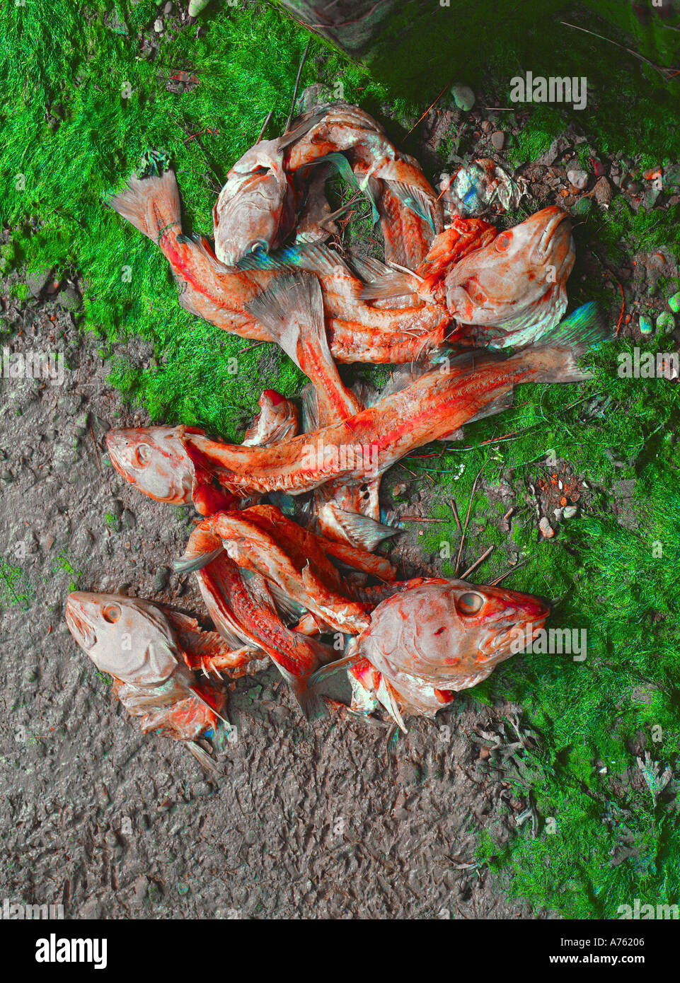 Fish guts hi-res stock photography and images - Alamy
