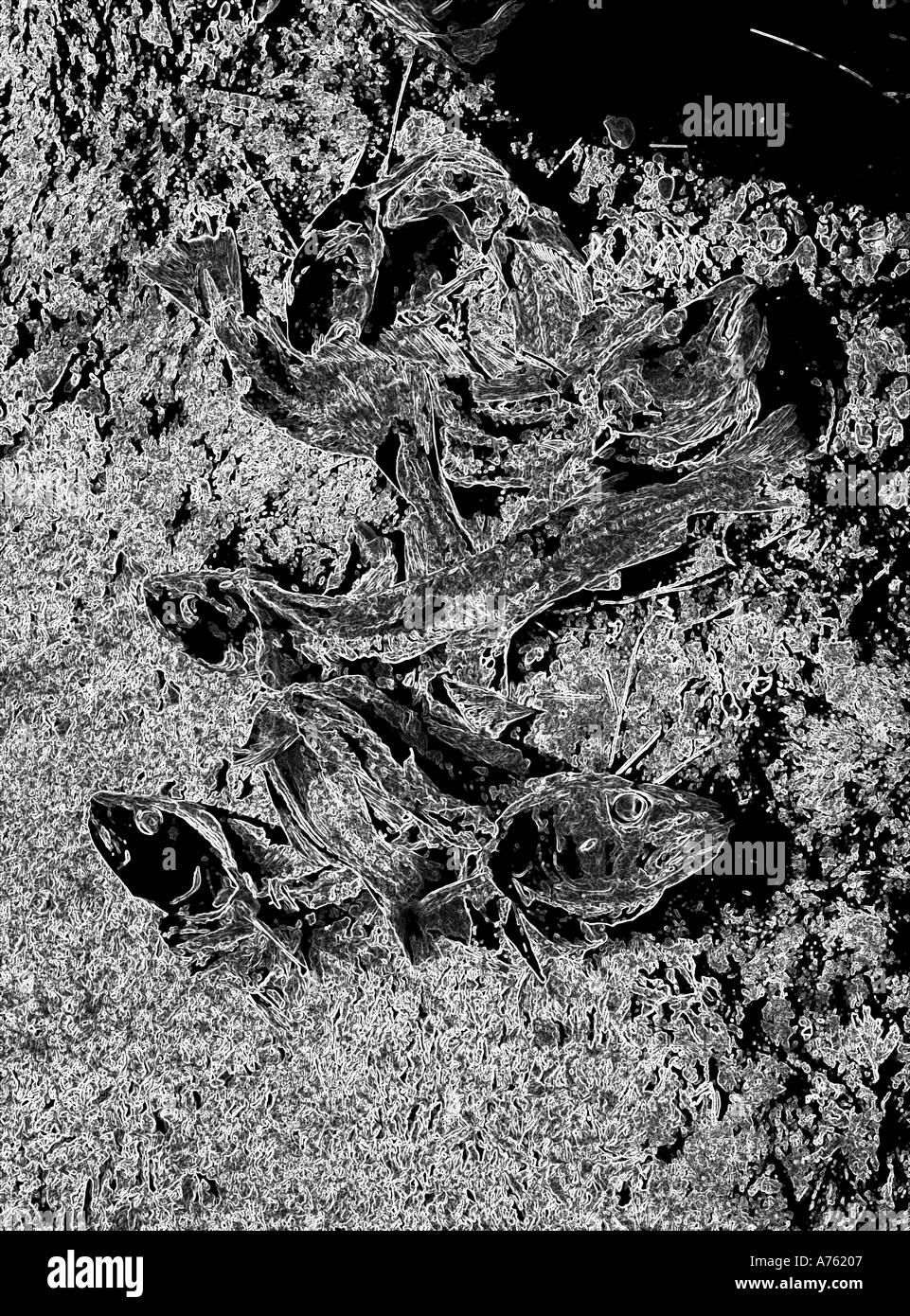 Fishing waste Black and White Stock Photos & Images - Alamy