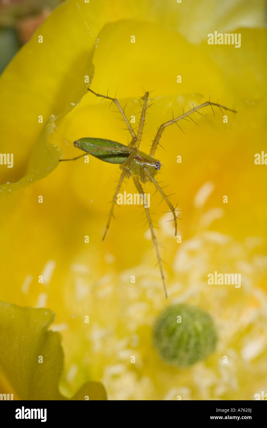 Green Lynx Spider Puecetia viridans Arizona On prickly pear blossom ...
