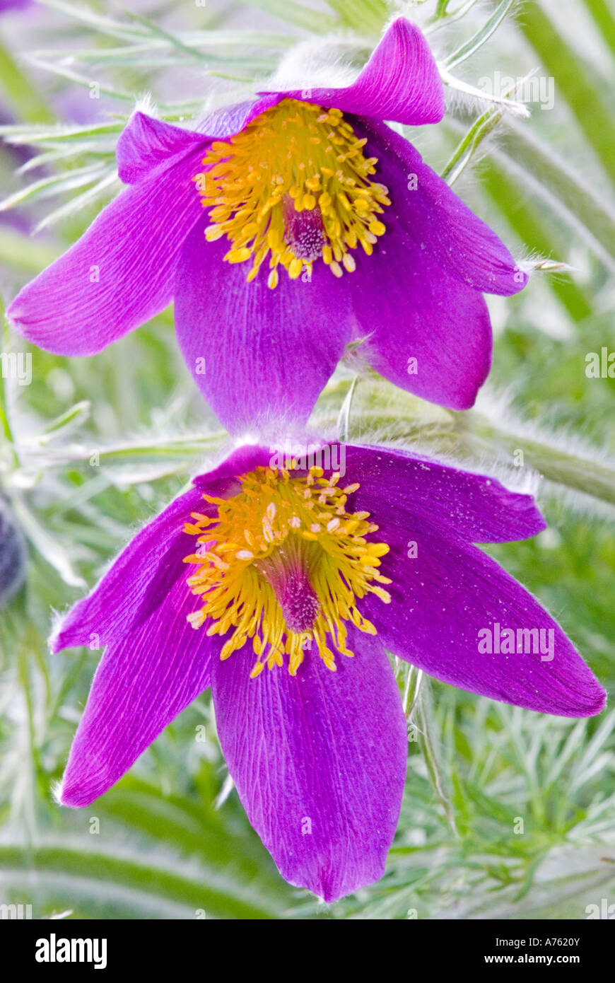 Pasque flowers Pulsatilla vulgaris close up Stock Photo - Alamy