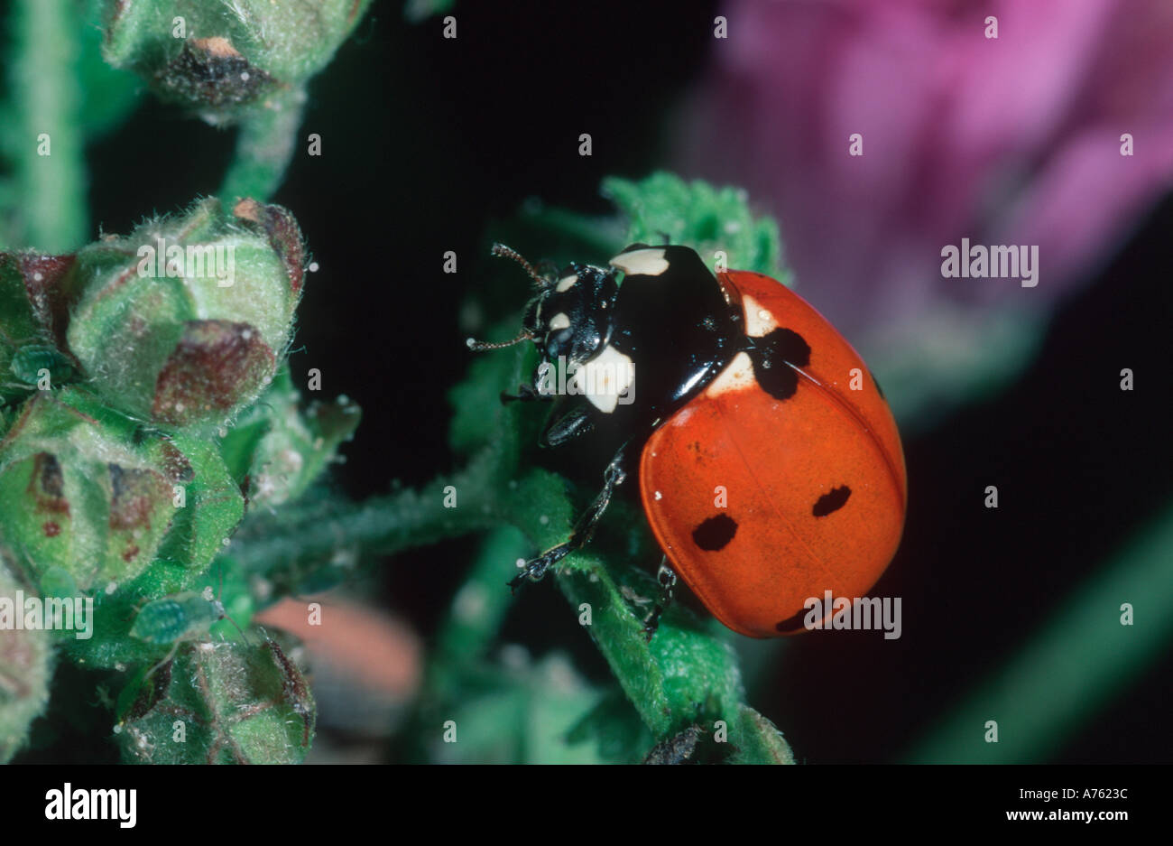 Ladybug Coccinella septempunctata Coleoptera Coccinellidae Stock Photo ...