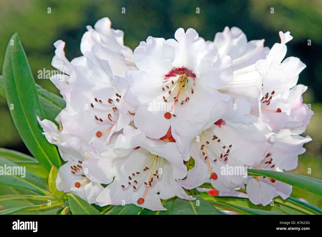 White rhododendron flowers close up Stock Photo - Alamy