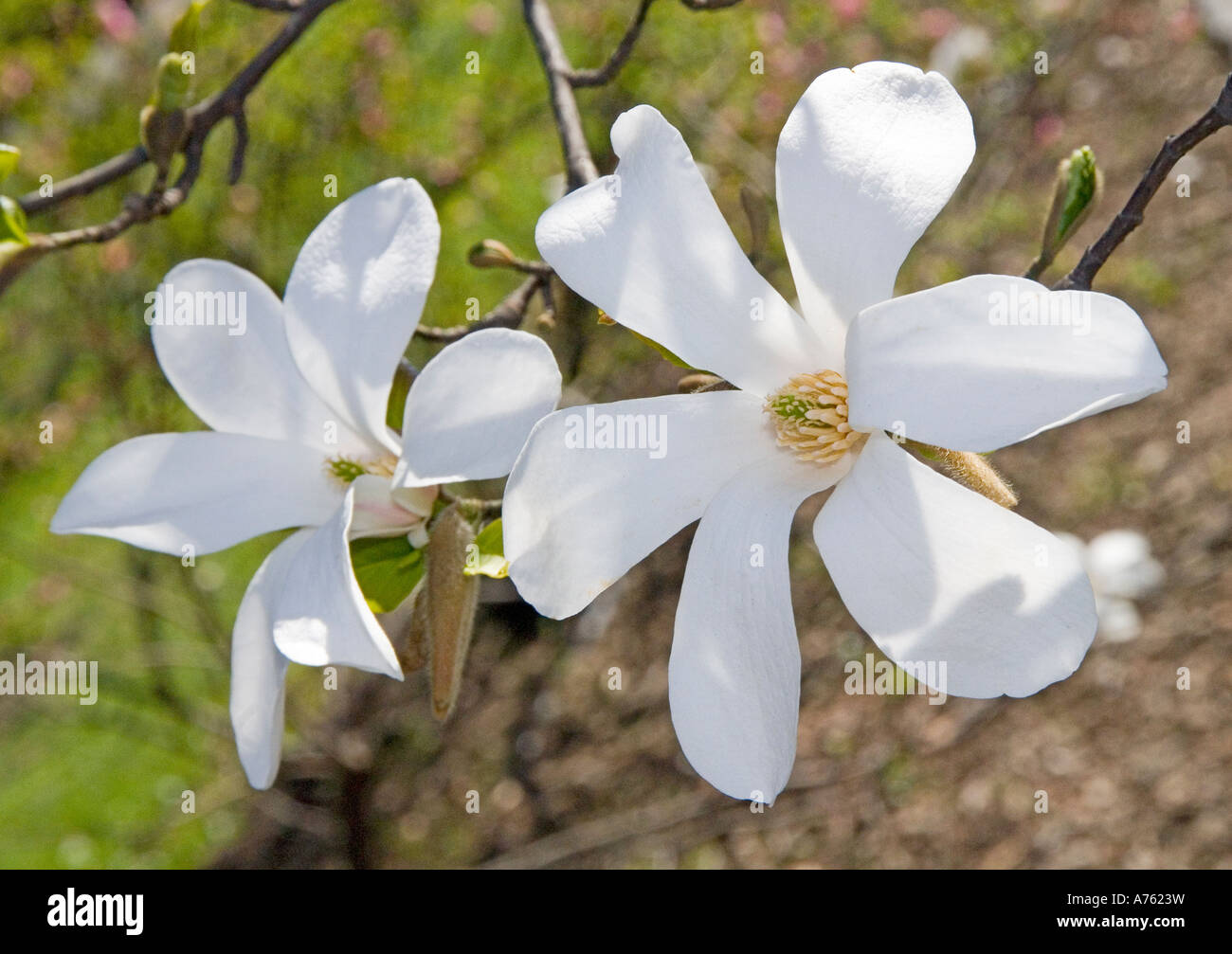 Magnolia kobus flowers blooming Stock Photo - Alamy