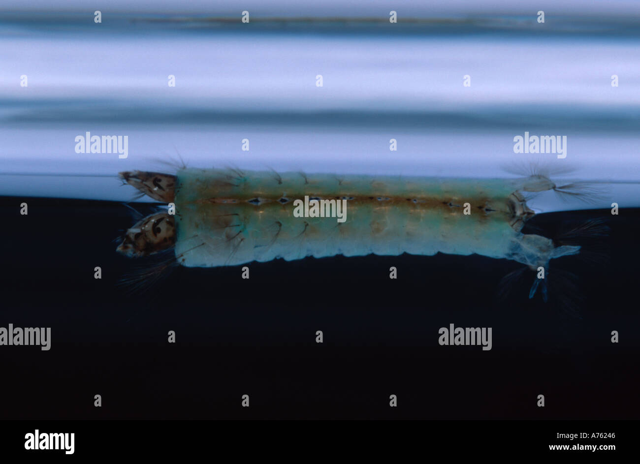 Anopheles atroparvus mosquito larva underwater Stock Photo - Alamy