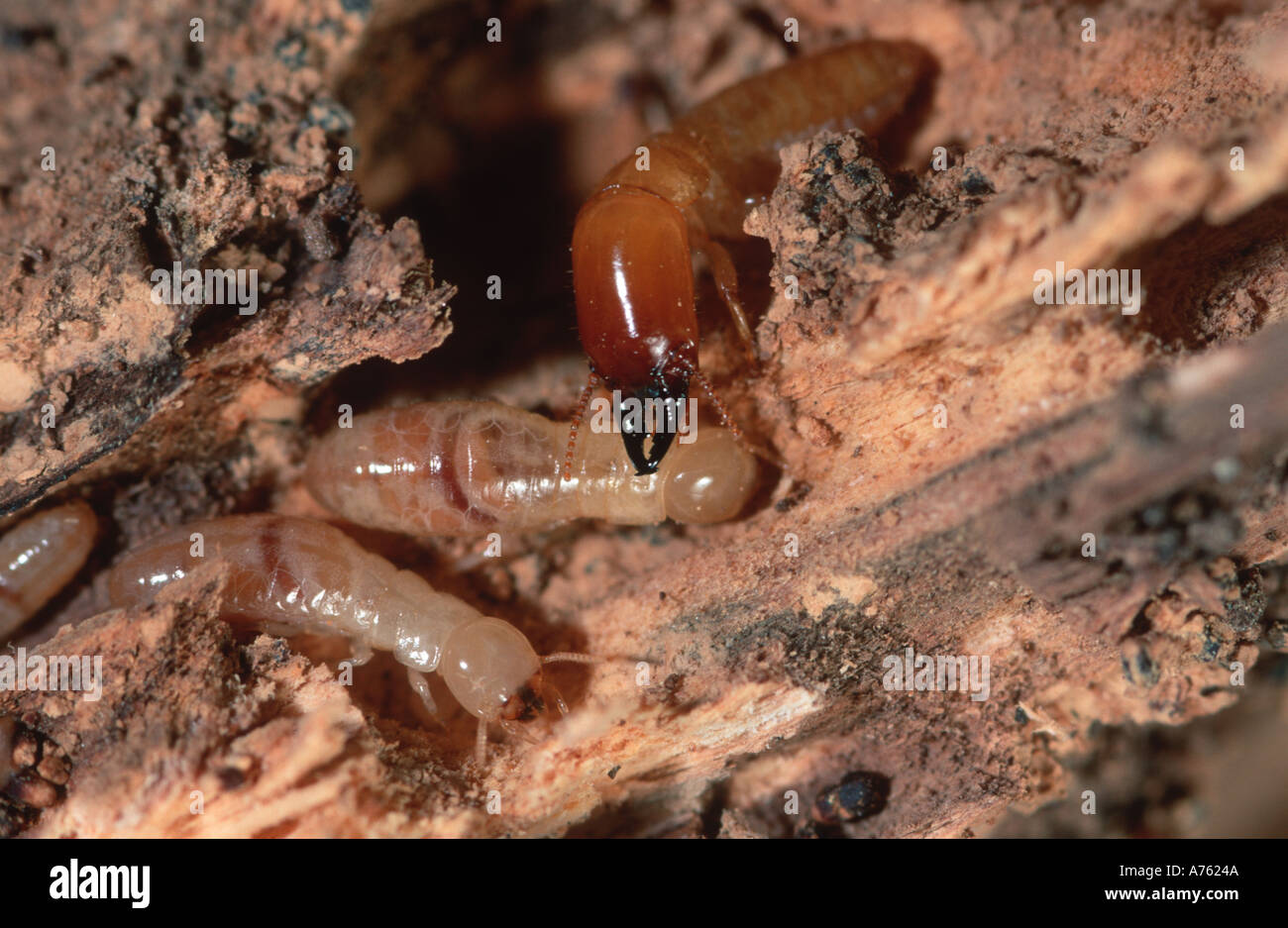 Termite soldier hi-res stock photography and images - Alamy