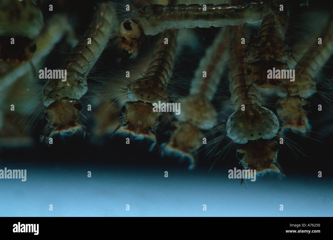 Diptera larva hatching hi-res stock photography and images - Alamy