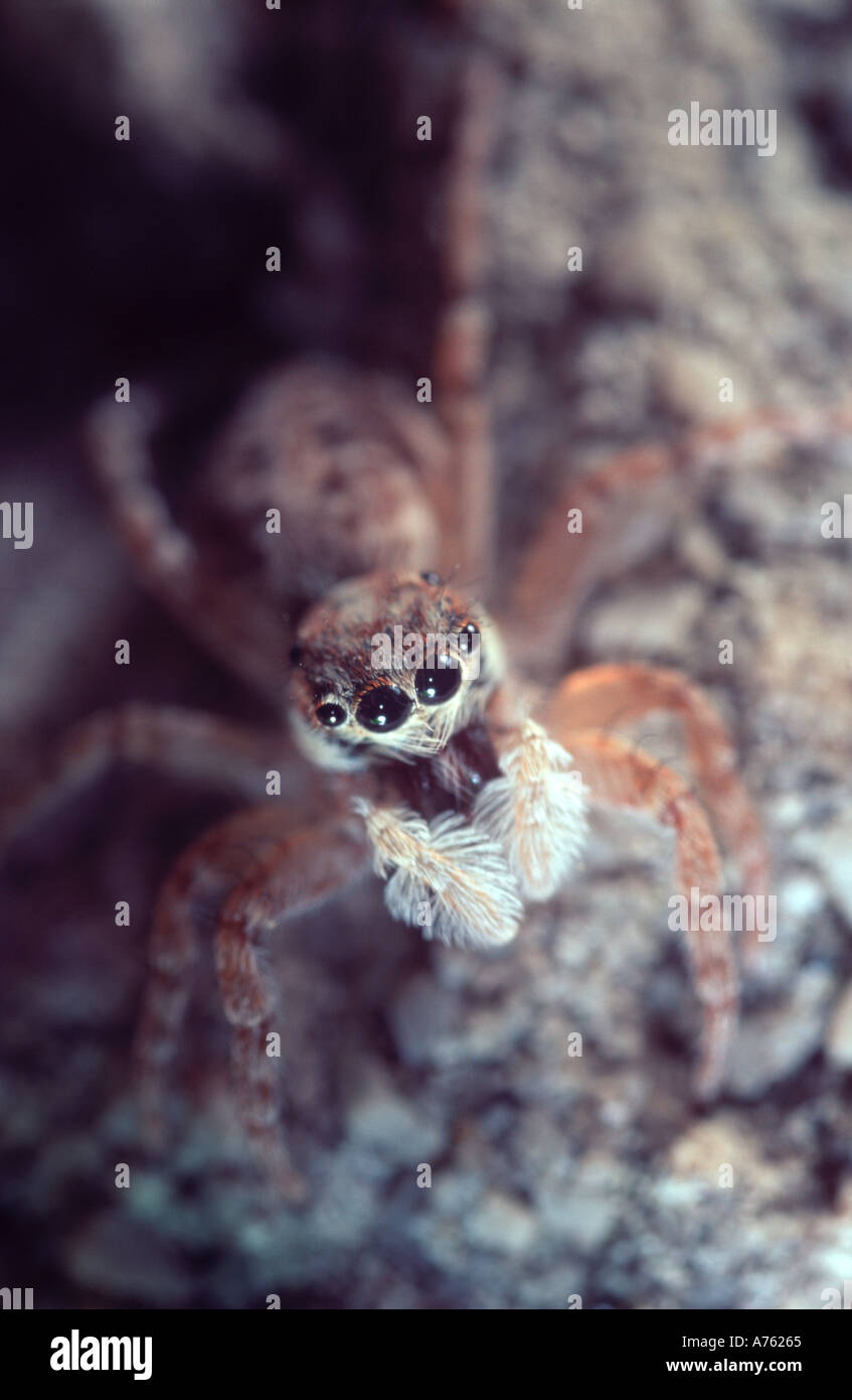 Male jumping spider Araneidae Salticidae Stock Photo - Alamy