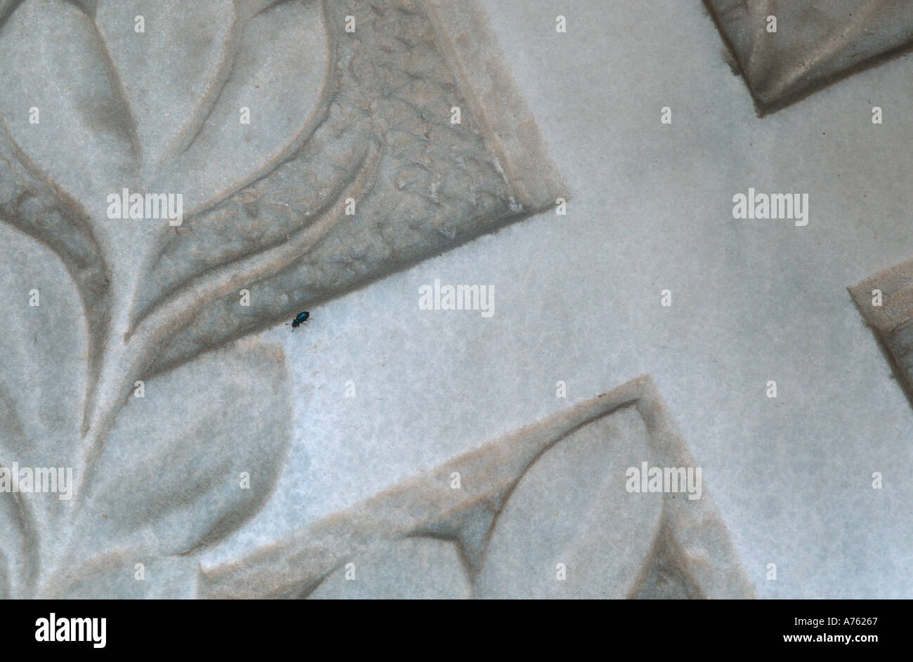 Necrobia spp on marble gravestone hi-res stock photography and images ...
