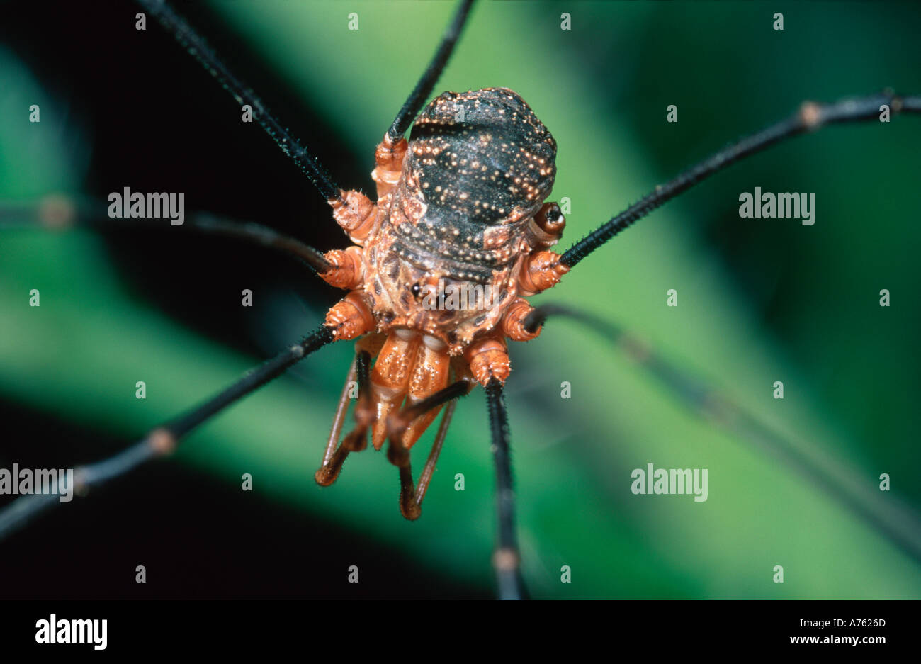 Opilion Stock Photos & Opilion Stock Images - Alamy