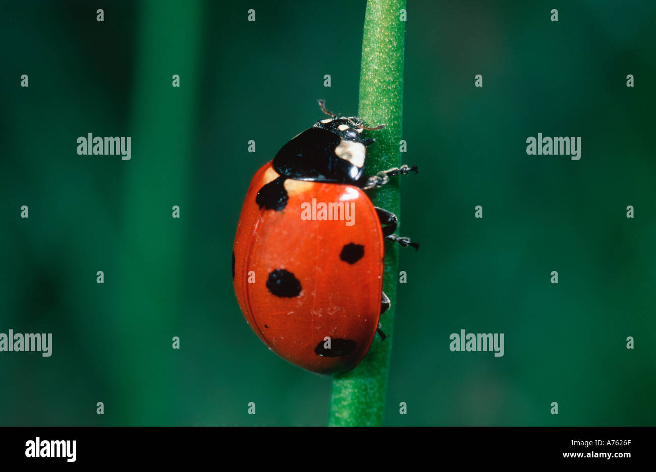 Ladybug Coccinella septempunctata Coleoptera Coccinellidae Stock Photo ...