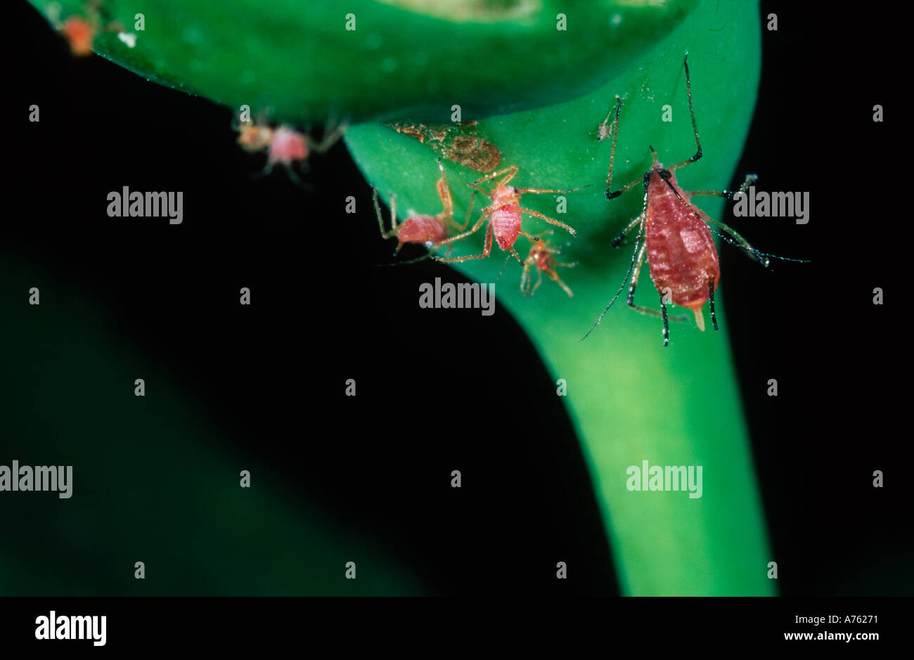 Rose lice Macrosiphum rosae Homoptera Aphidoidea on a rose blossom ...