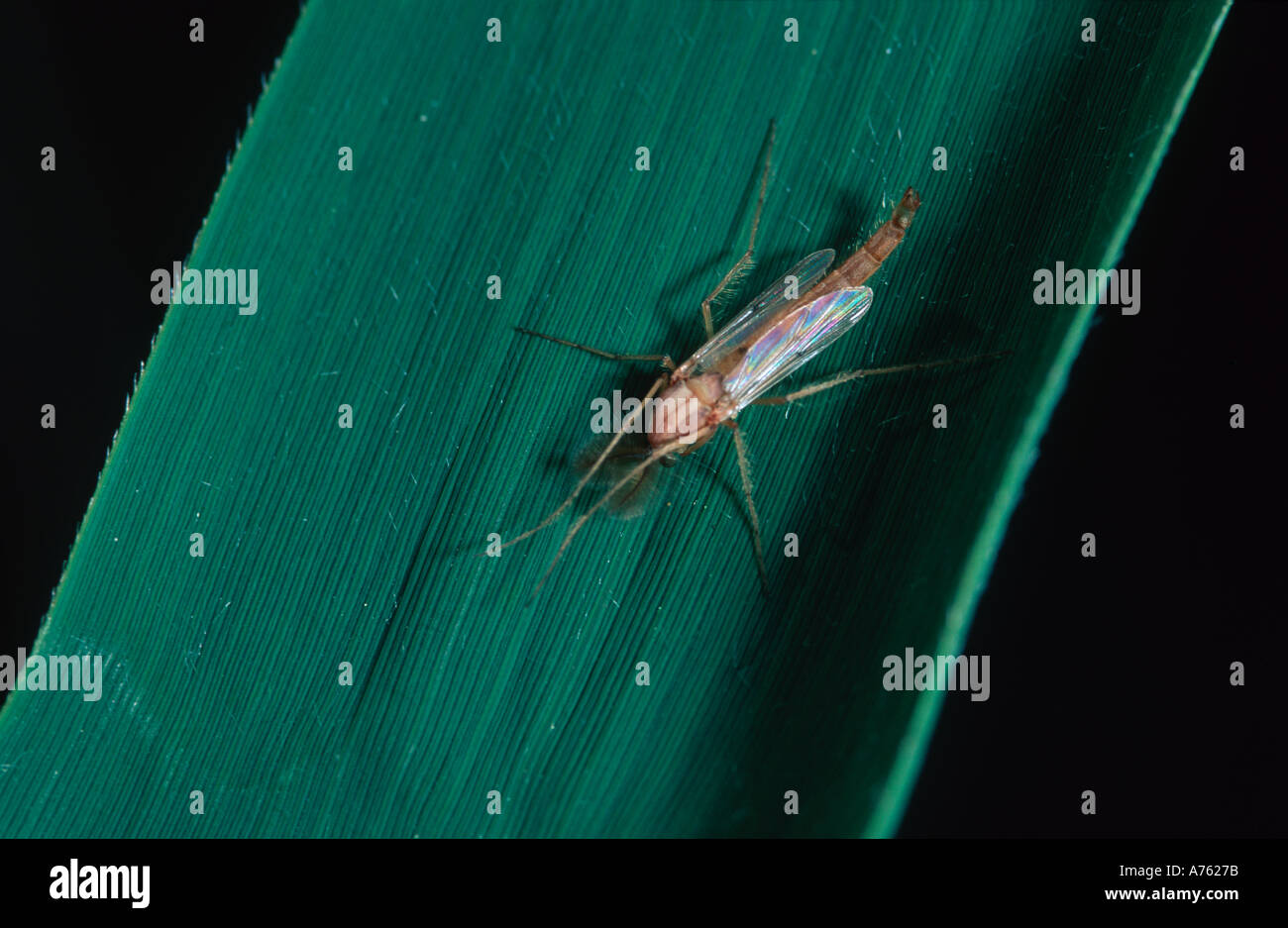 Chironomid hi-res stock photography and images - Alamy