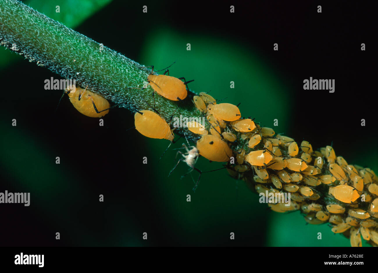 Orange plant lice Homoptera Aphidoidea on a stem Stock Photo - Alamy