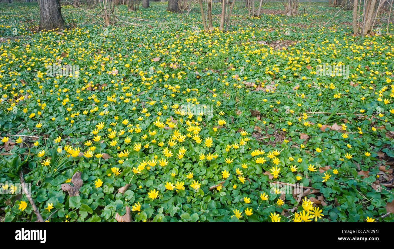 Virginianum High Resolution Stock Photography and Images - Alamy