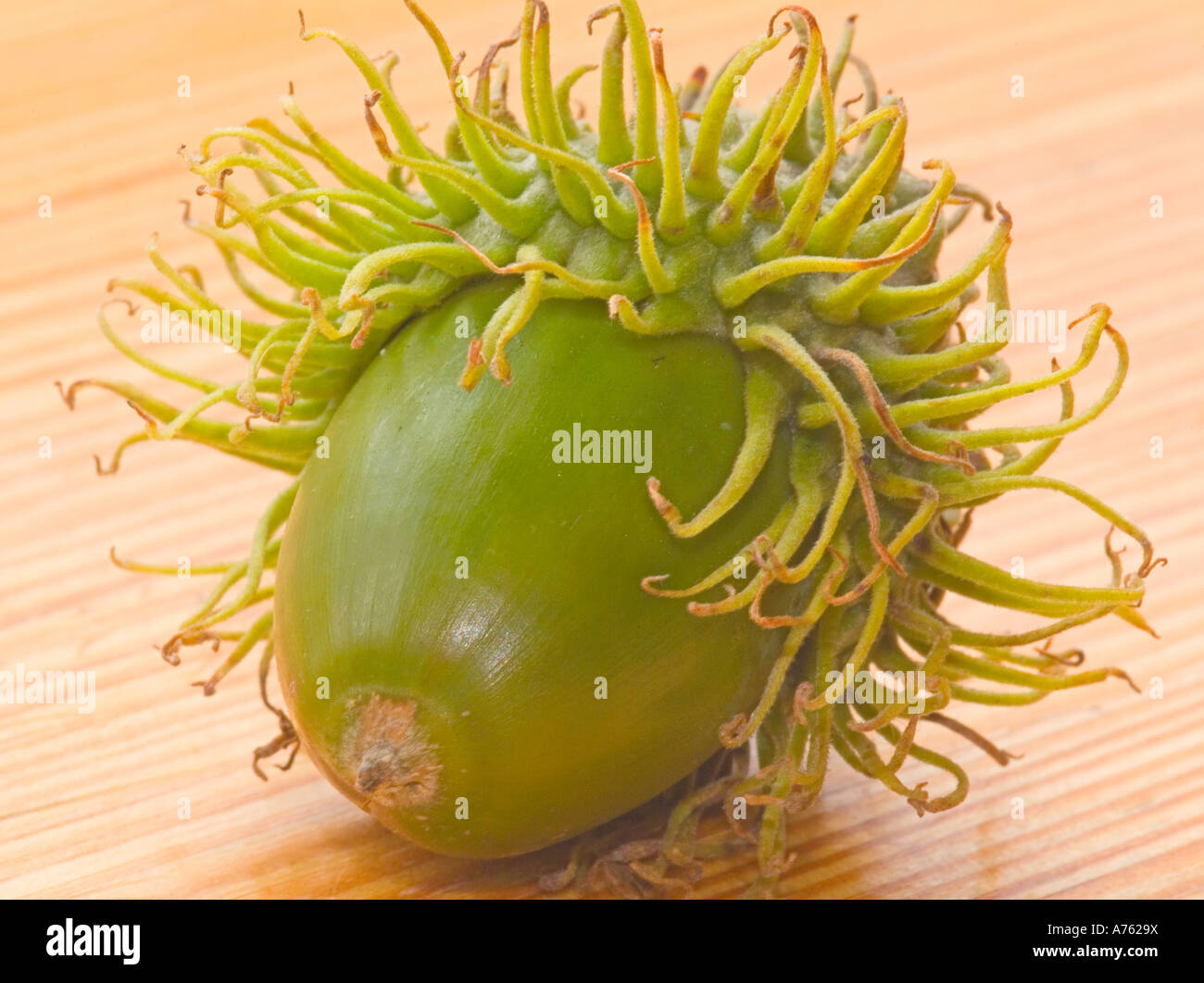 Acorn.Turkey oak.Quercus cerris Stock Photo - Alamy