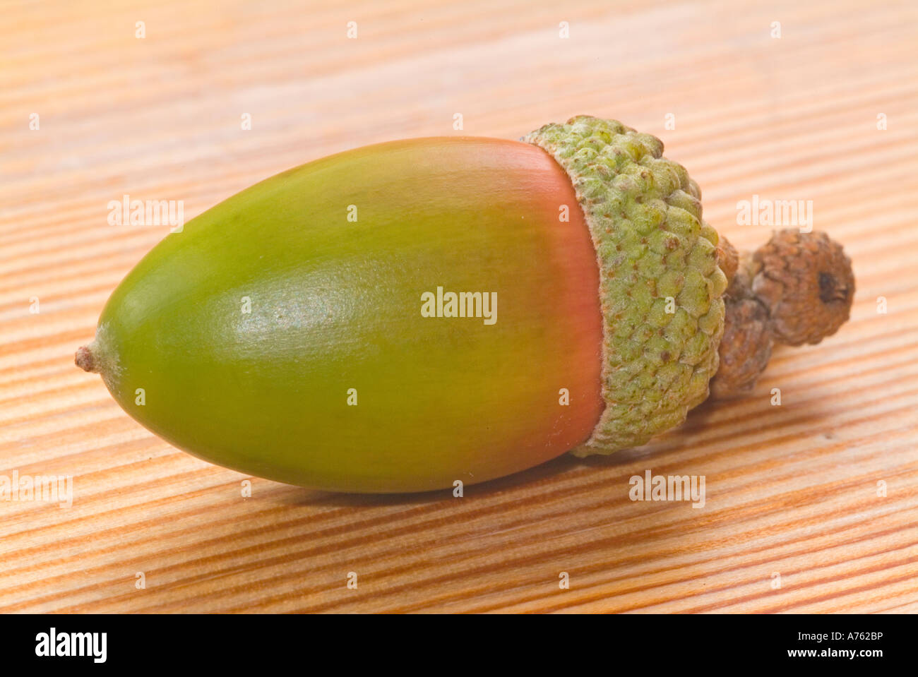 Acorn Sessile oak Quercus petraea Quercus petrea Stock Photo - Alamy