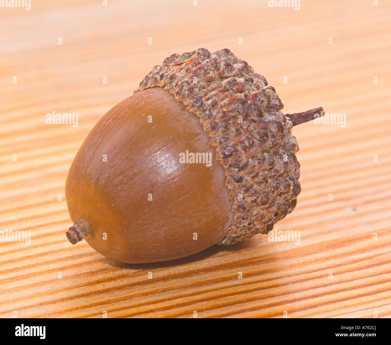 Quercus Alba Acorn
