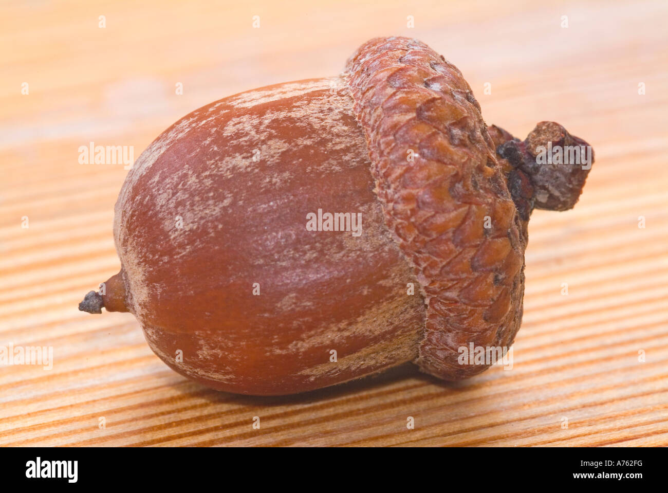 Acorn Red oak Quercus rubra Stock Photo - Alamy