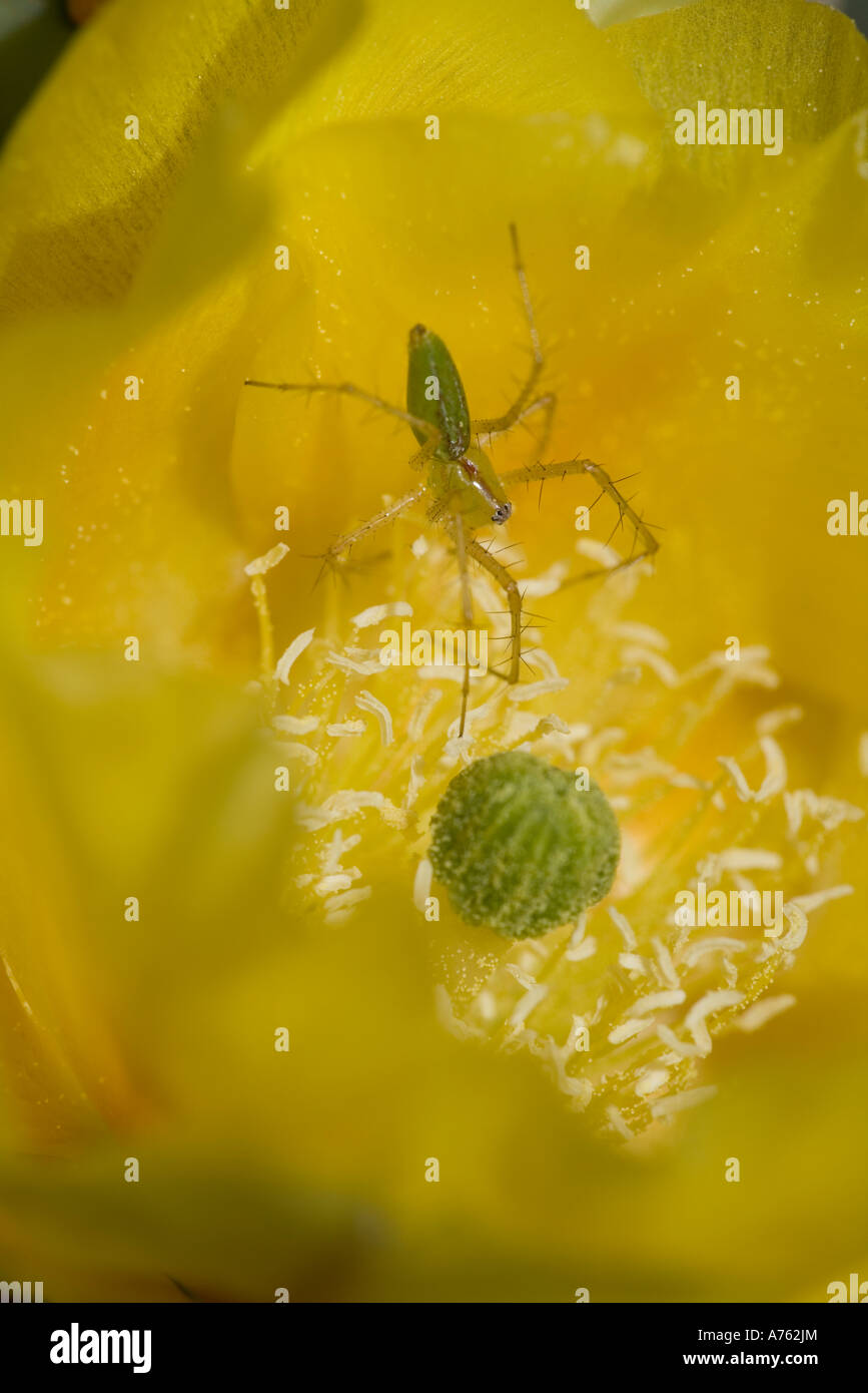 Green Lynx Spider Puecetia viridans Arizona On prickly pear blossom ...