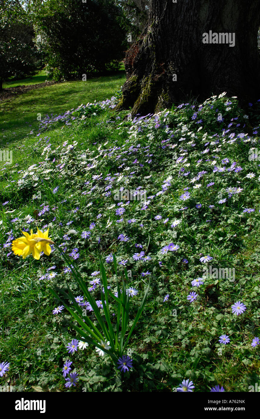 wildflowers around tree trunk Stock Photo - Alamy