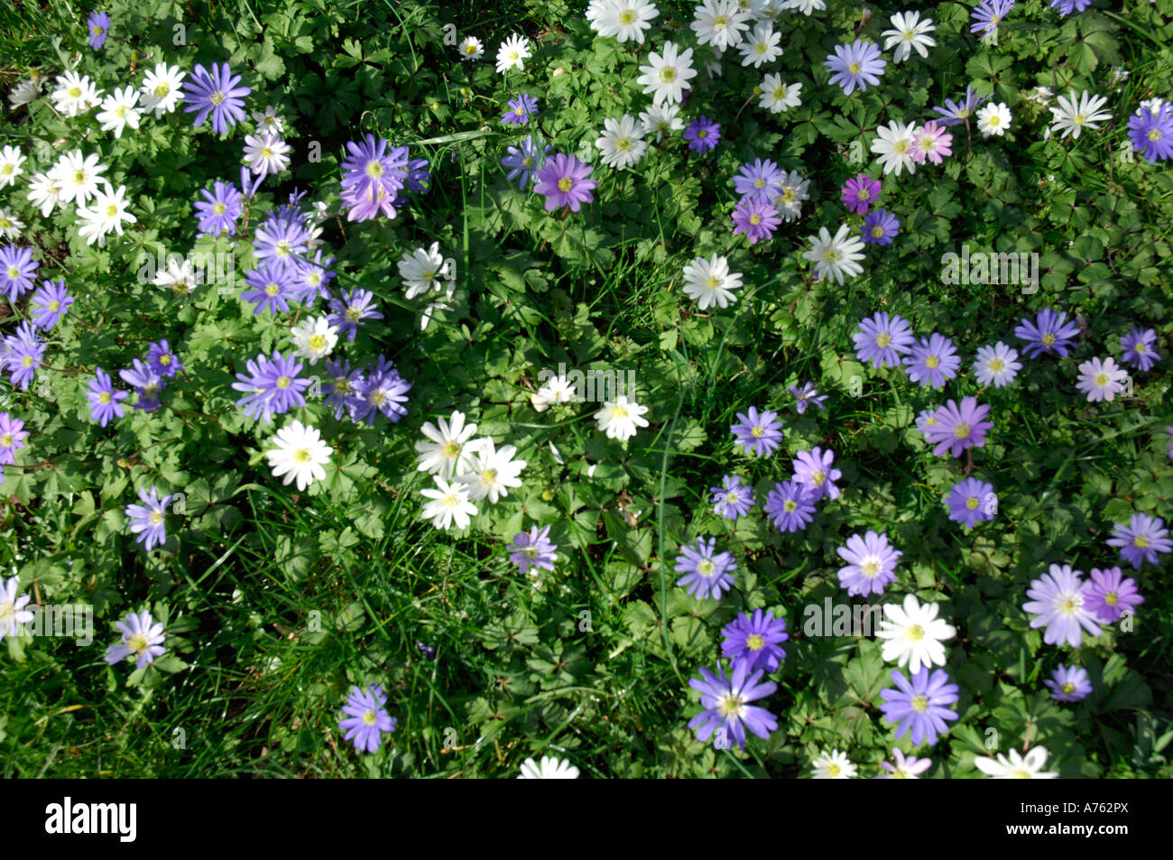 Massed flowers hi-res stock photography and images - Alamy
