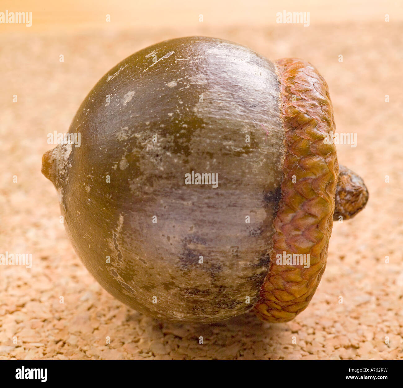 Acorn.Red oak Quercus rubra Stock Photo - Alamy