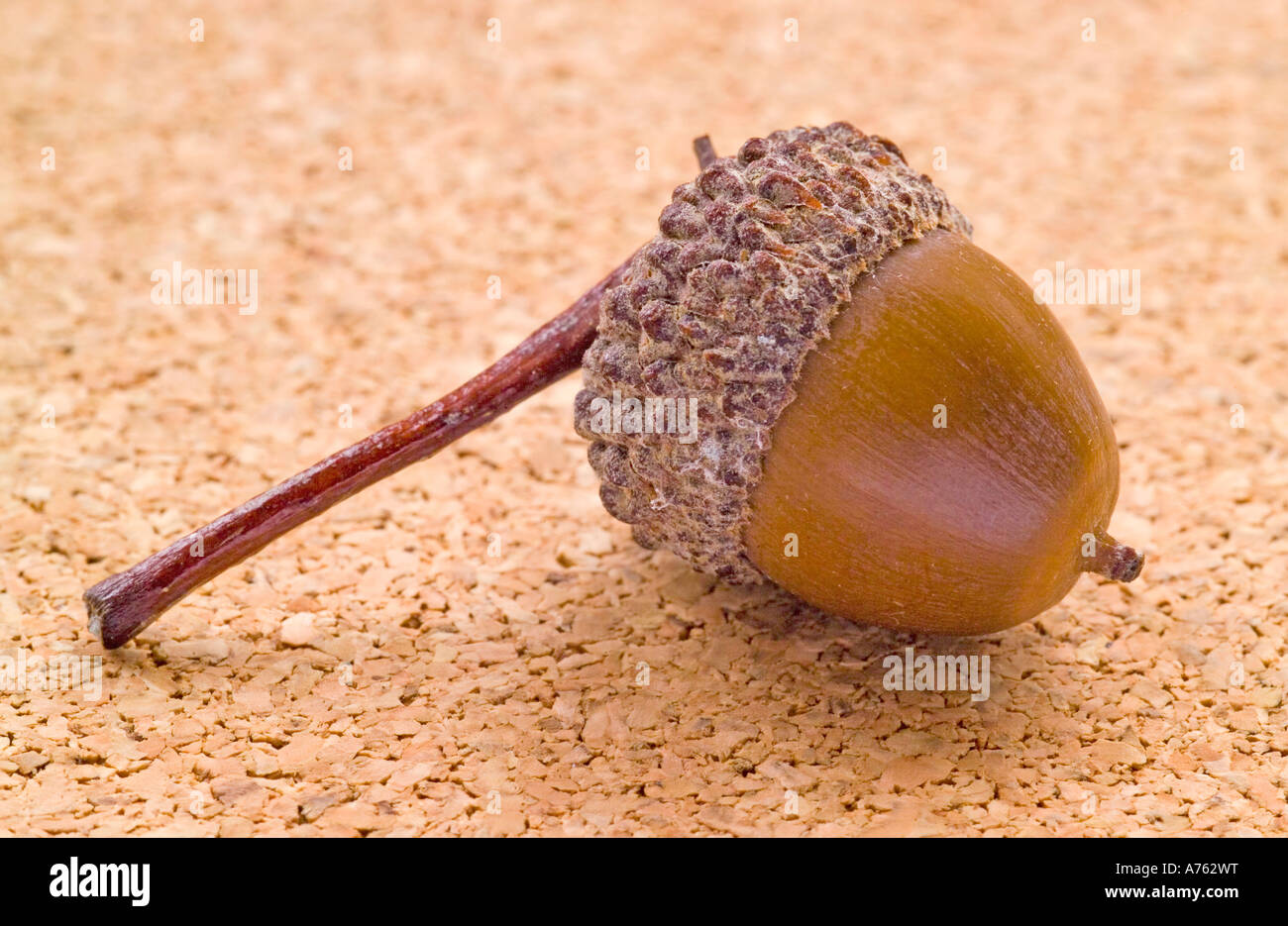 Acorn White oak Quercus alba Stock Photo - Alamy